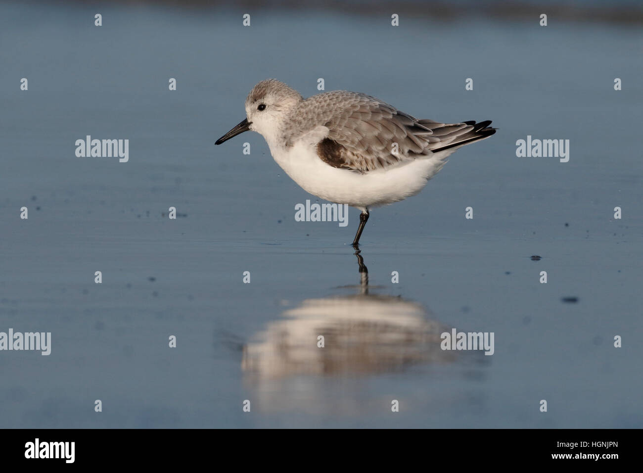 Sanderling, Calidris alba, single bird in water, Netherlands, January ...