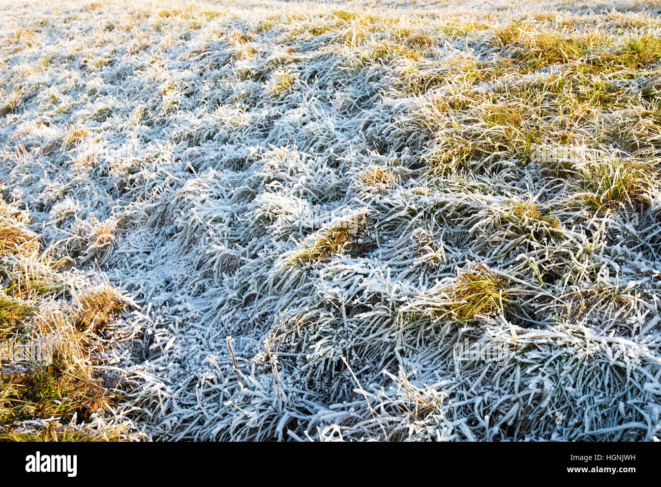 frozen grass in winter Stock Photo - Alamy