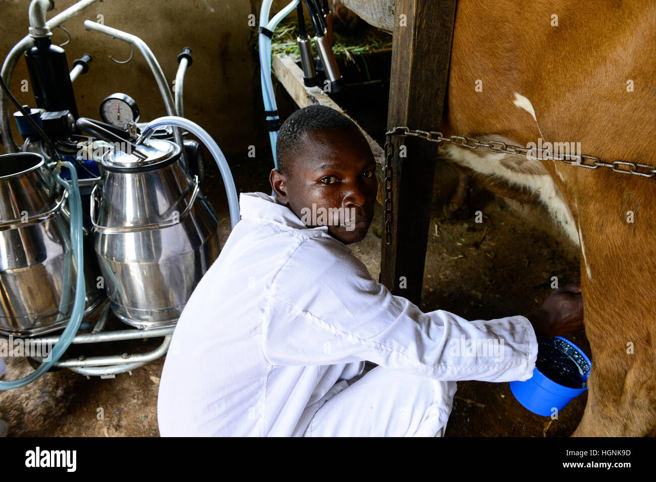 Robot Milking Machine High Resolution Stock Photography and Images - Alamy