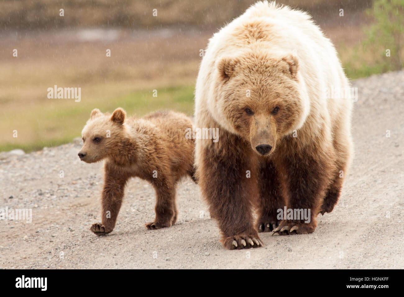 Brown bear mother and her cub hi-res stock photography and images - Alamy