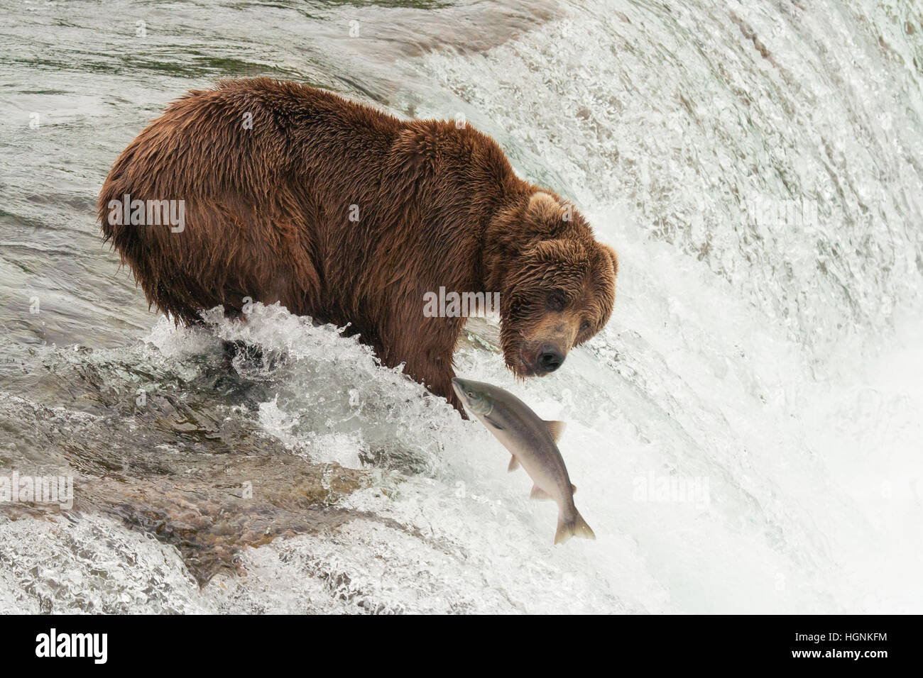 Grizzly bear fish miss hi-res stock photography and images - Alamy