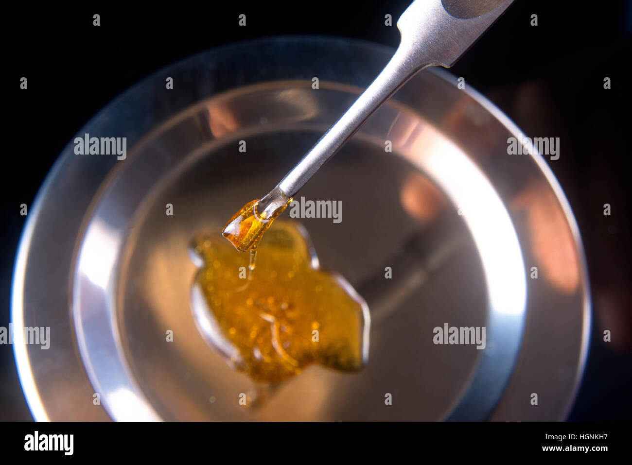Melted cannabis oil concentrate aka shatter held on a dabbing tool over ...
