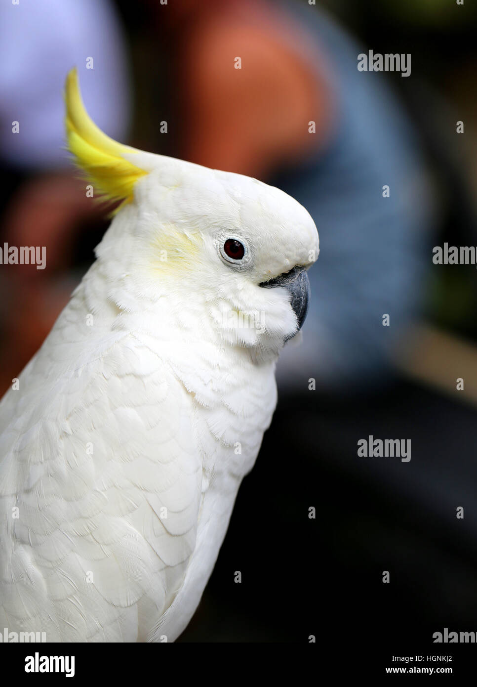 Photo funny portrait of a beautiful white cockatoo Stock Photo - Alamy