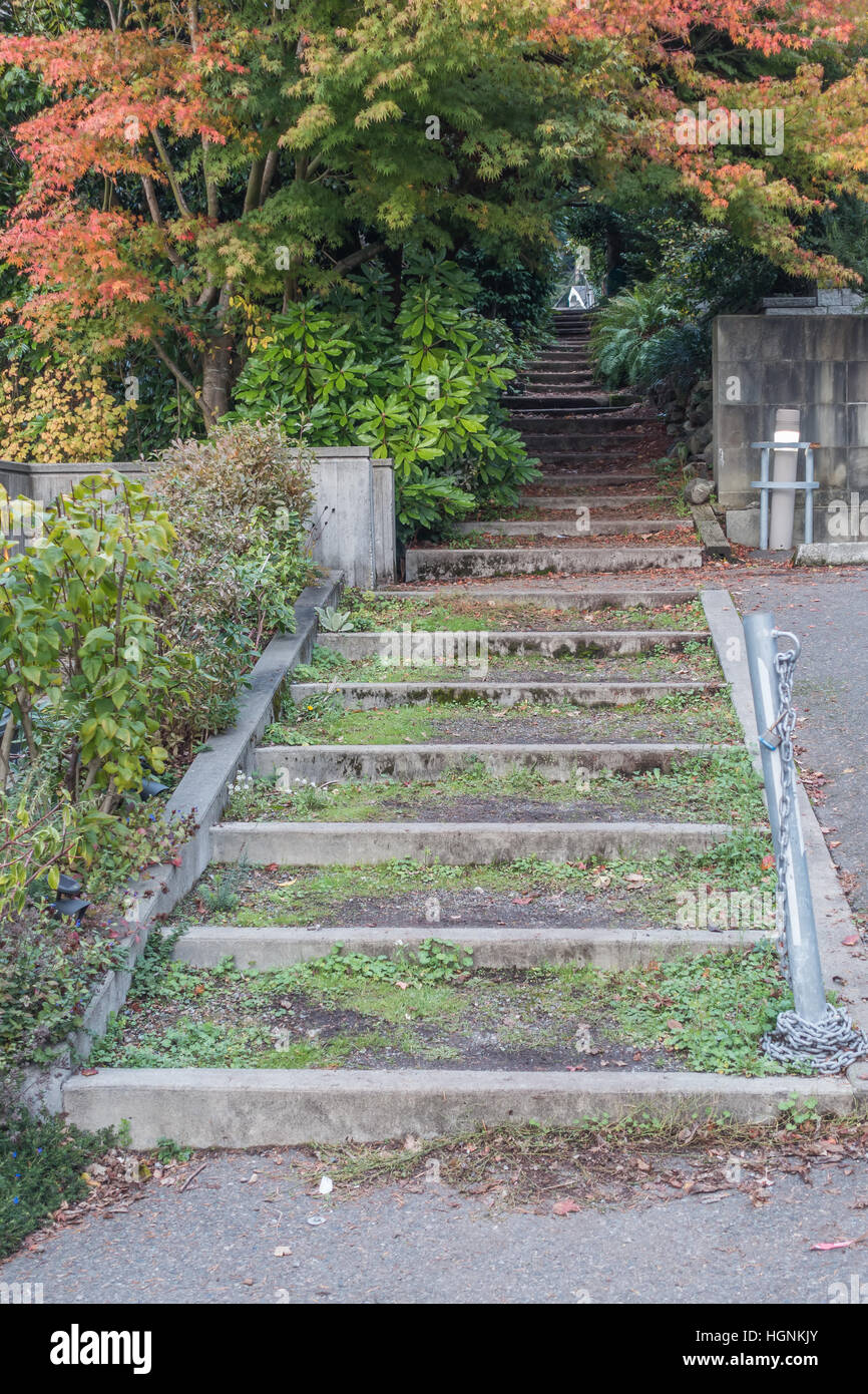 Steps go up through Autumn trees in Burien, Washington Stock Photo - Alamy