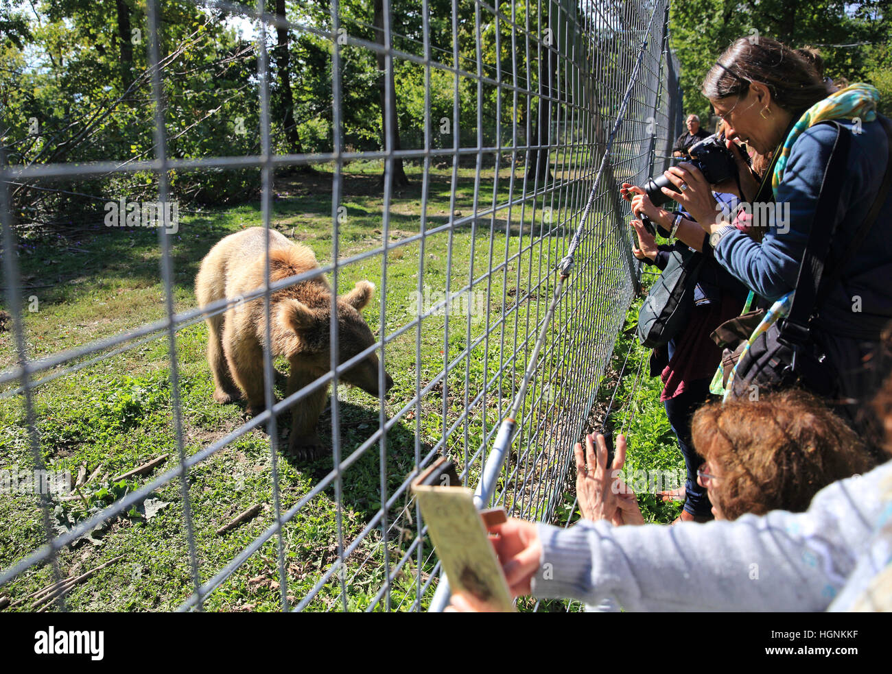 Transylvania bears hi-res stock photography and images - Alamy