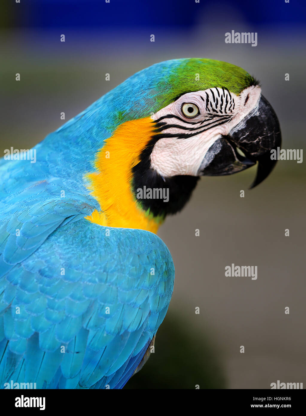 Fun photo with big beautiful macaw parrot Stock Photo - Alamy