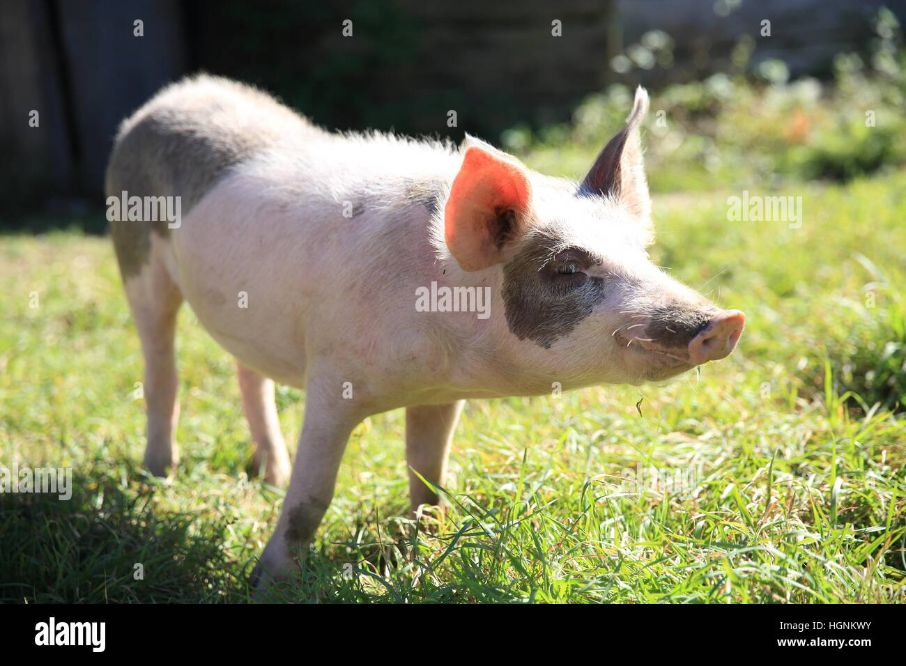 Pig outdoors hi-res stock photography and images - Alamy
