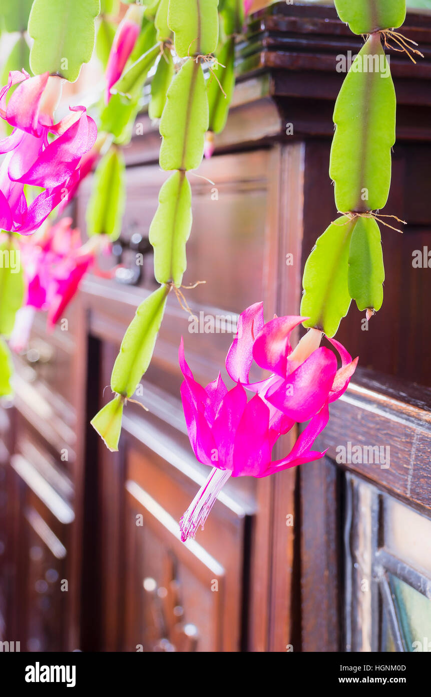 Christmas cactus hi-res stock photography and images - Alamy