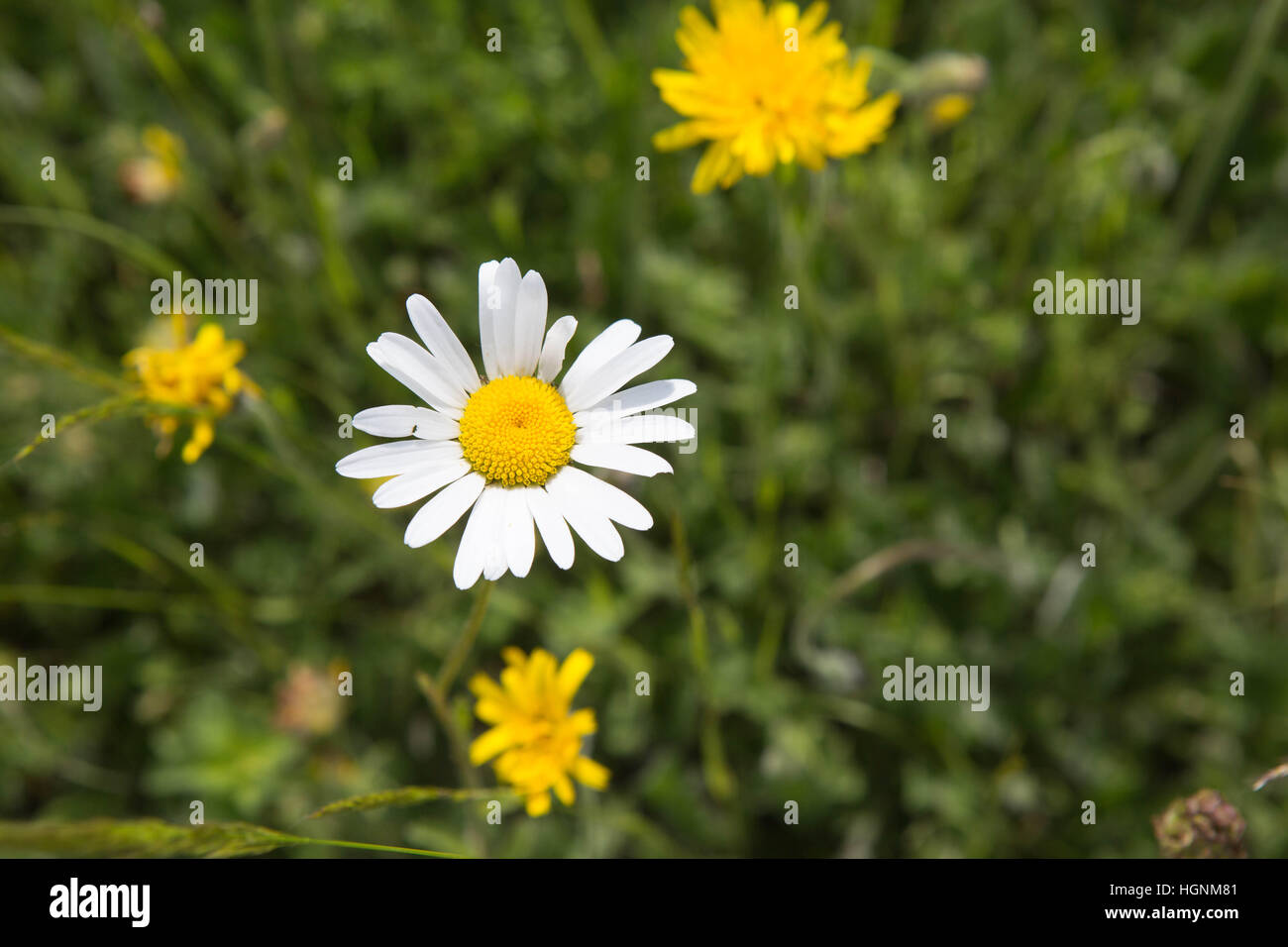 White daises hi-res stock photography and images - Alamy
