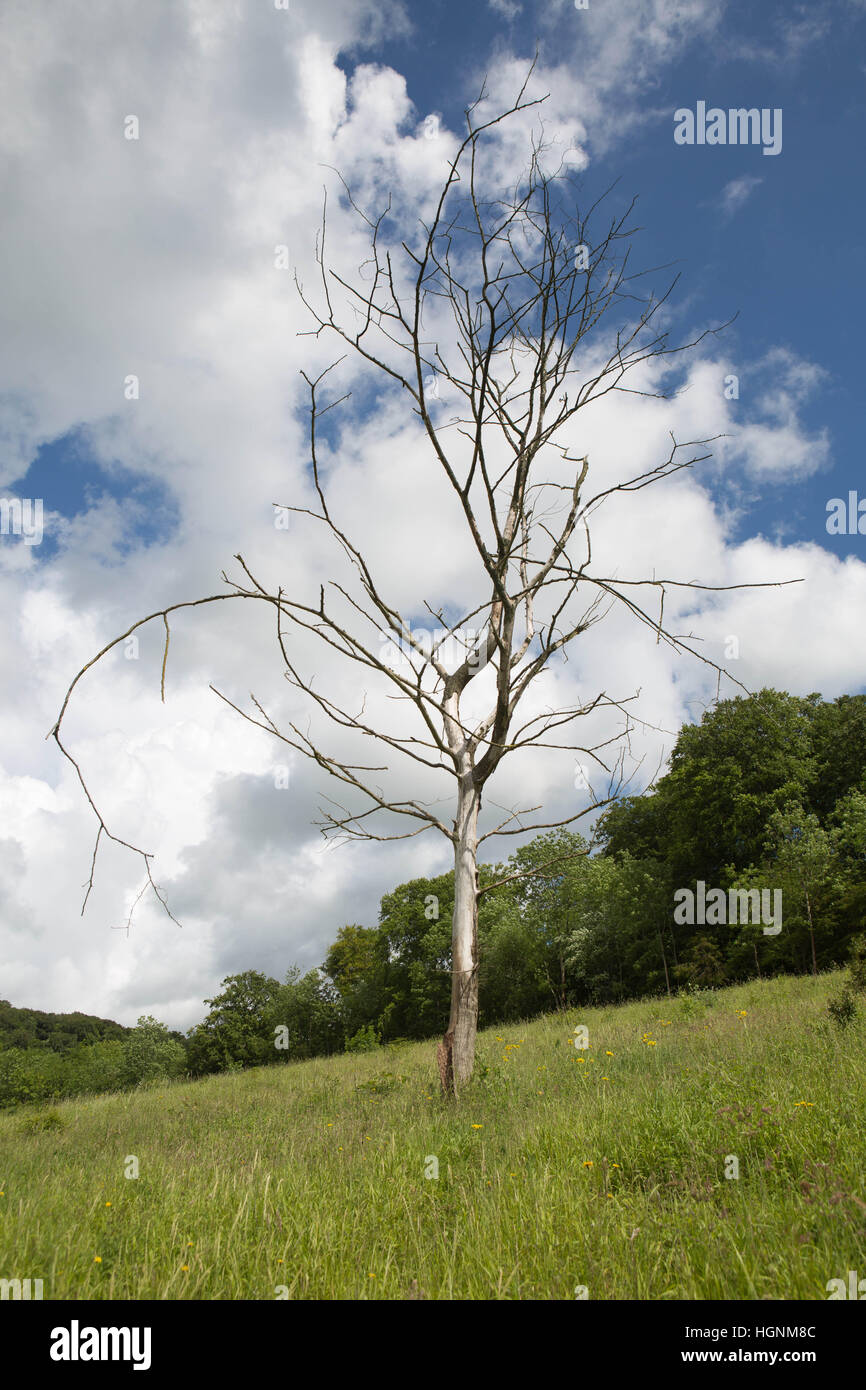 A dead tree Stock Photo - Alamy