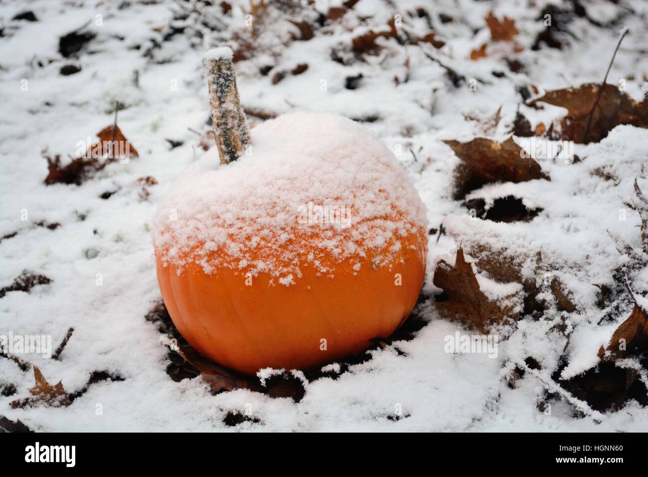 Snow On The Pumpkin High Resolution Stock Photography and Images - Alamy