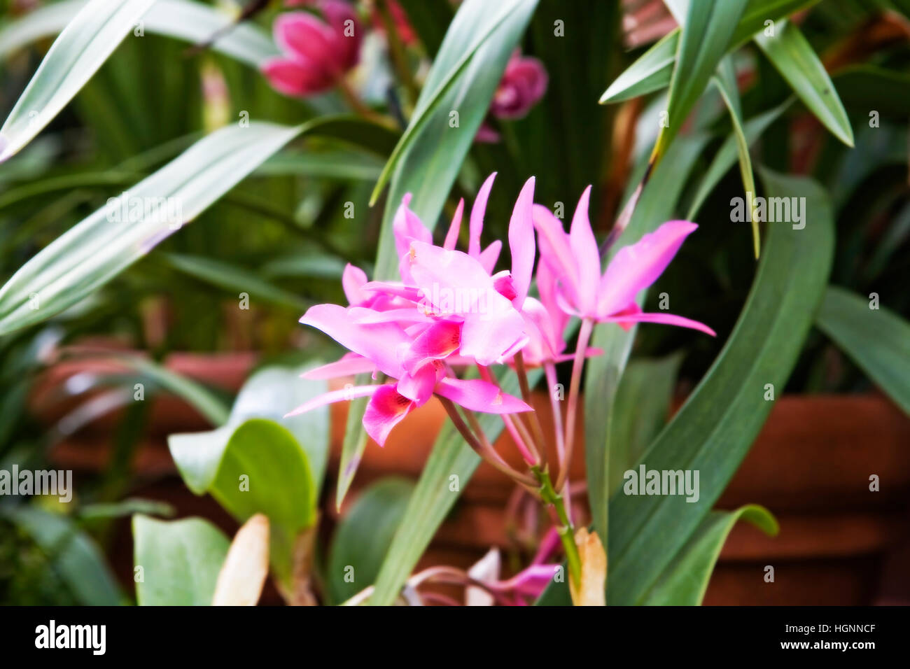Pink orchids on display at the San Diego Wild Animal Park, San Diego CA ...
