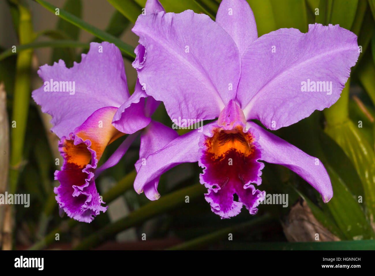 Purple orchid at the San Diego Zoological Society Orchid House. The Zoo ...