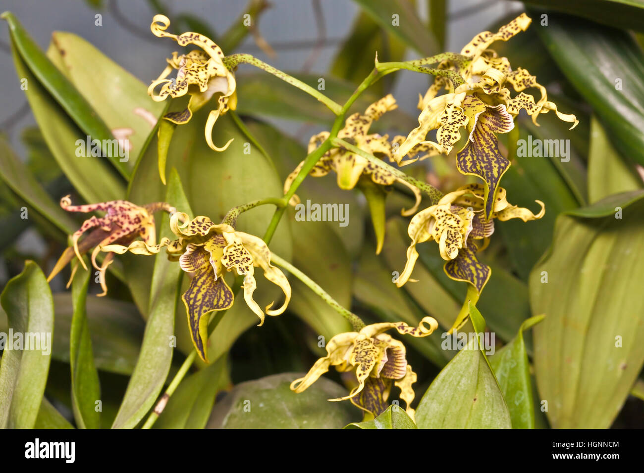 Yellow orchids at the San Diego Zoological Society Orchid House. The ...