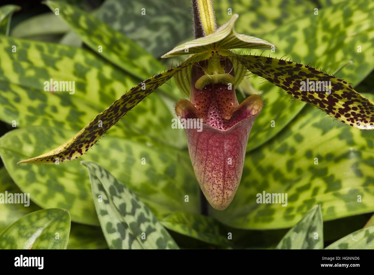 Multi flower orchid hi-res stock photography and images - Alamy