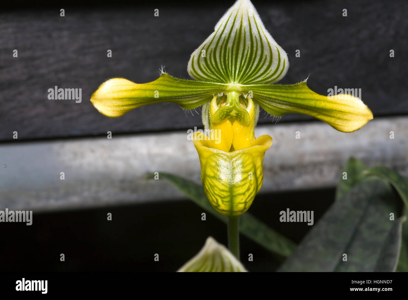 Zoological society san diego hi-res stock photography and images - Alamy