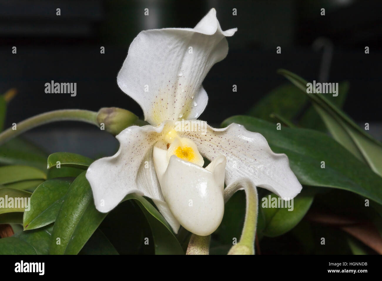 White orchid at the San Diego Zoological Society Orchid House. The Zoo ...
