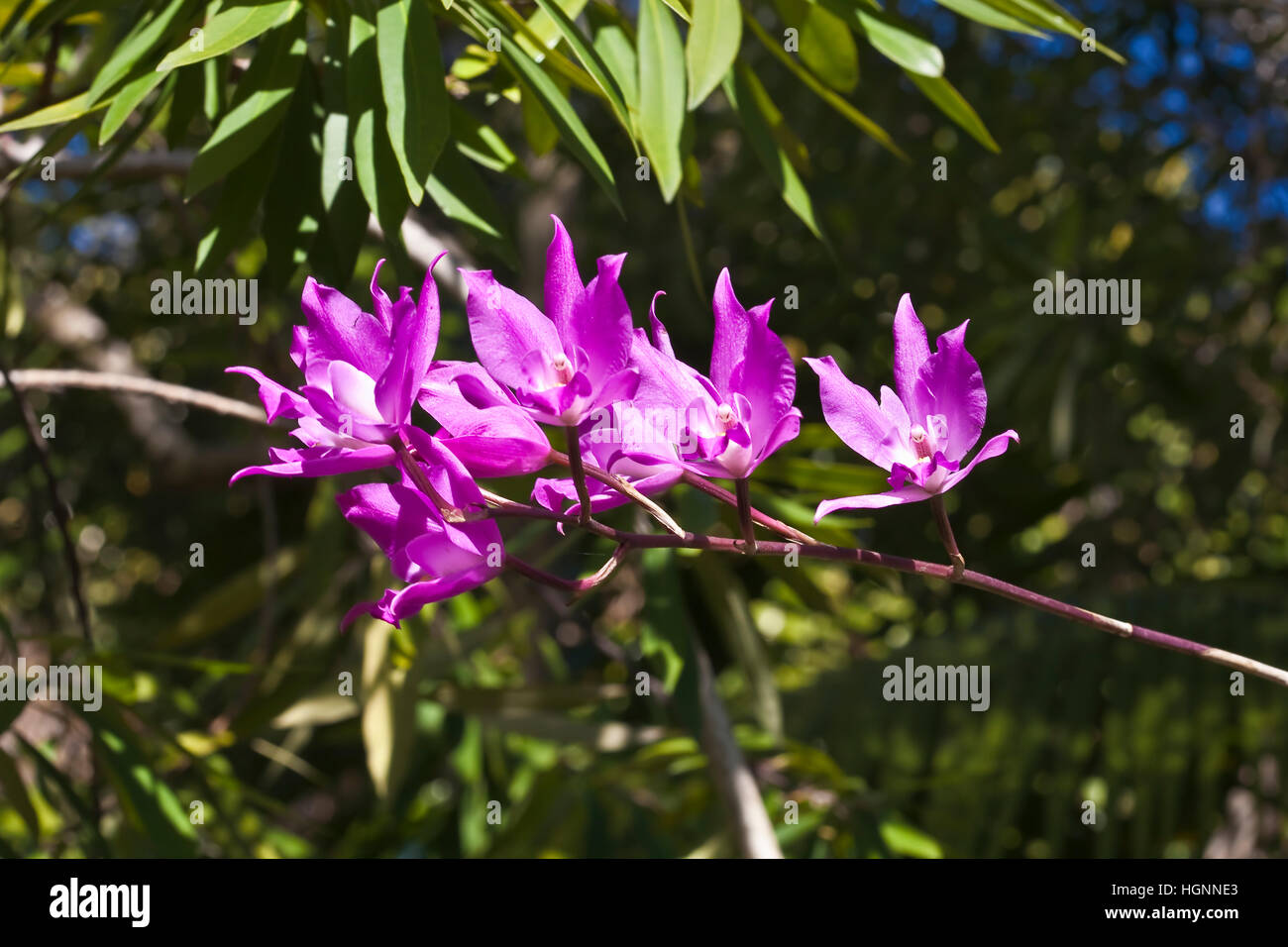 Purple orchid at the San Diego Zoological Society Orchid House. The Zoo ...