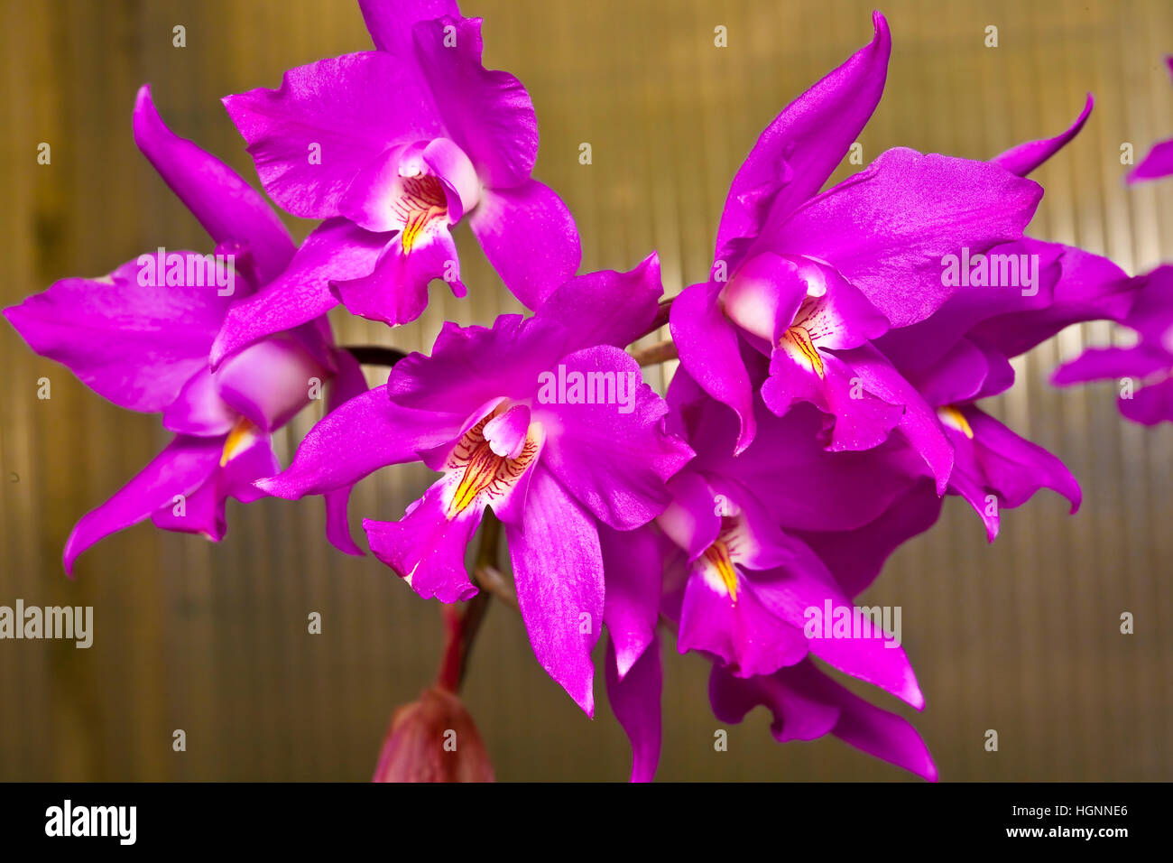 Orchid plant hi-res stock photography and images - Alamy