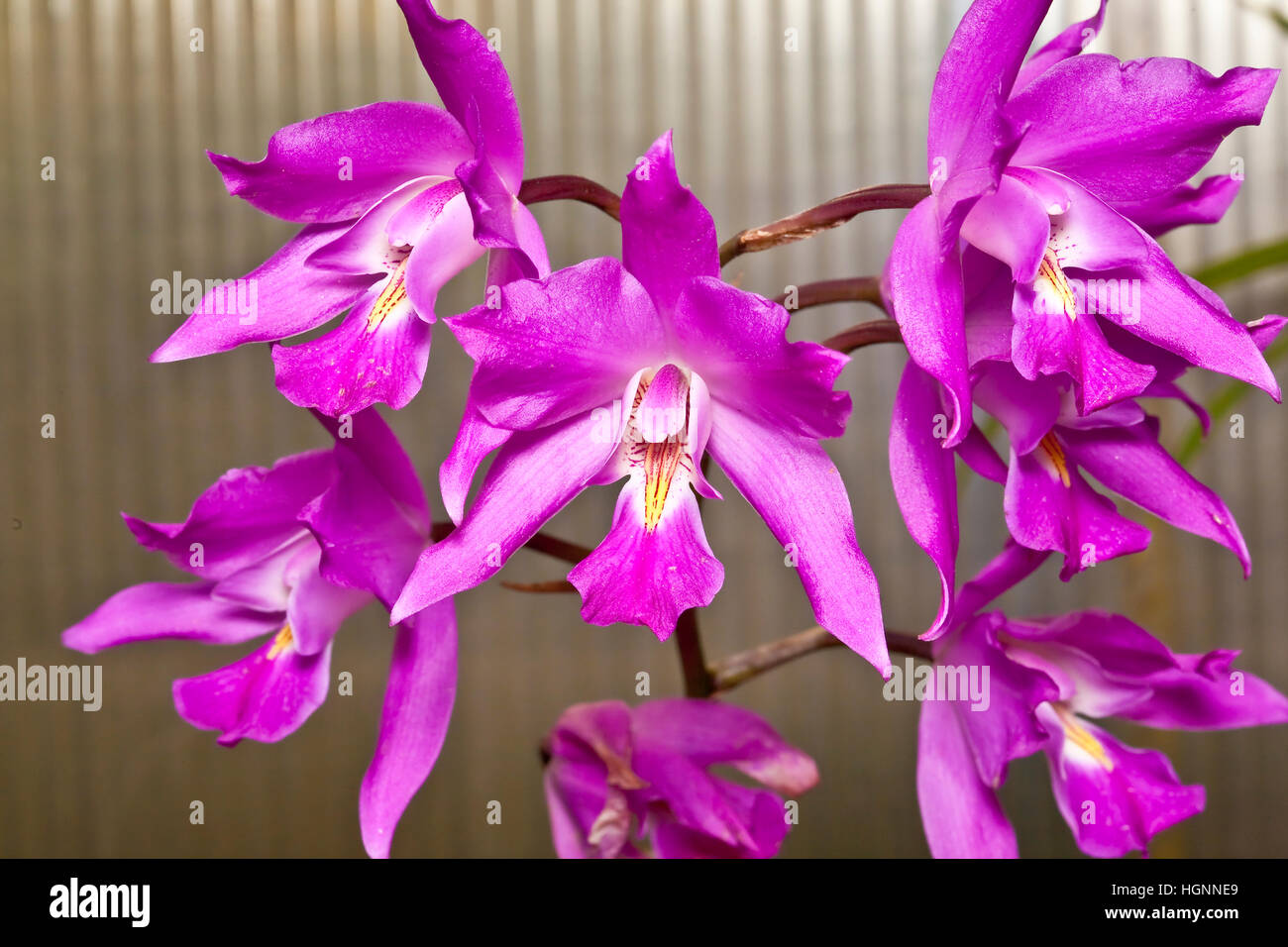 Purple orchid at the San Diego Zoological Society Orchid House. The Zoo ...