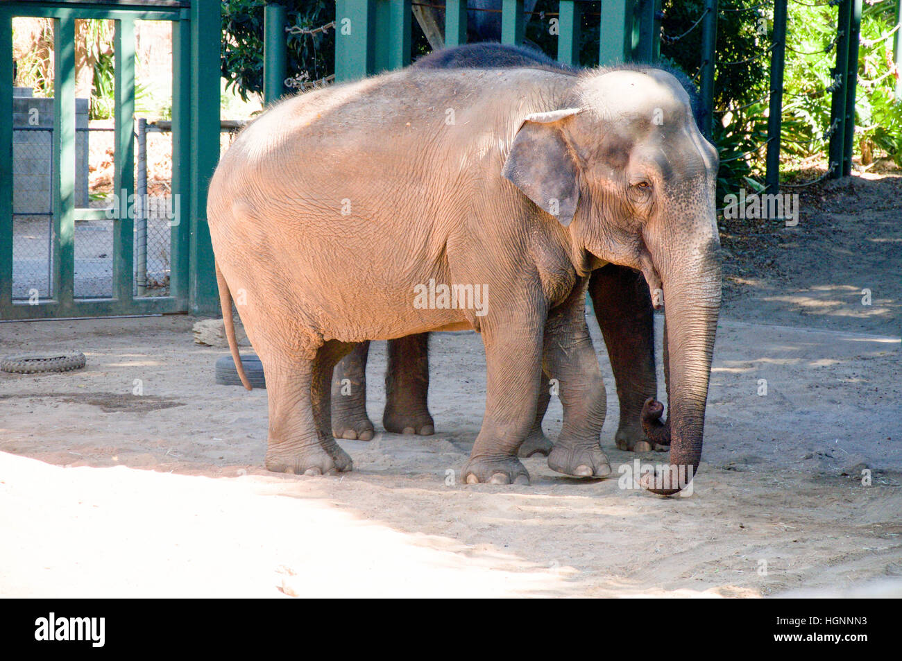 Elephant Enclosure Zoo High Resolution Stock Photography and Images - Alamy