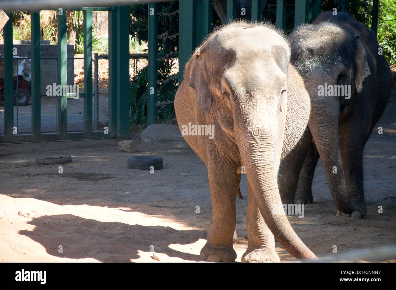 Two Asian elephants in outdoor enclosure at the Perth Zoo in Perth ...