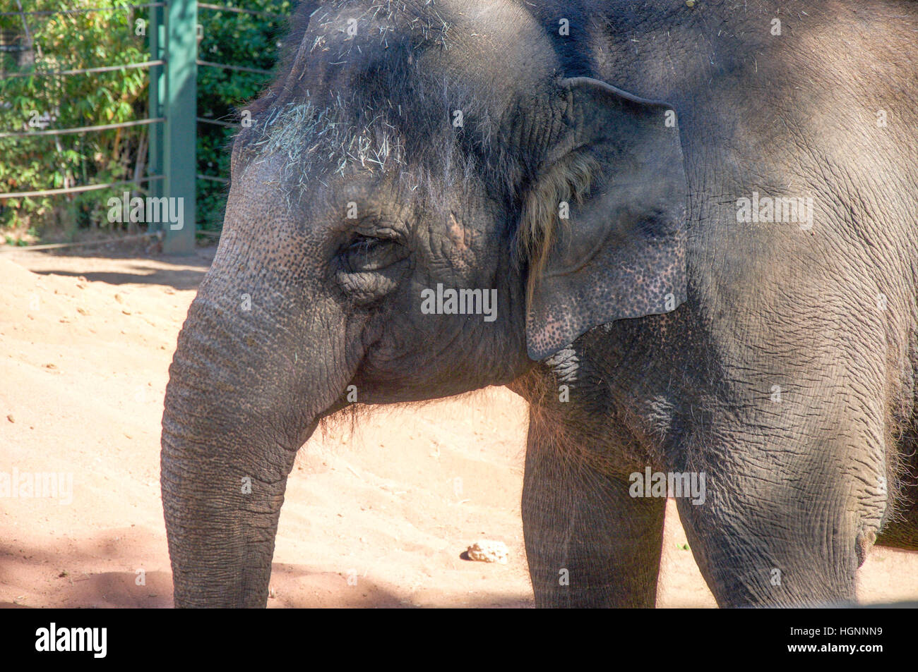 Closeup of Asian, or Indian, Elephant in outdoor enclosure at the Perth ...