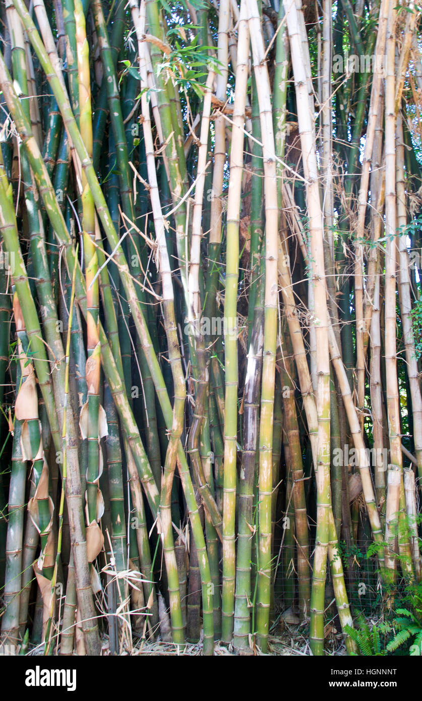 Tall tropical bamboo stalks growing densely in Western Australia Stock ...