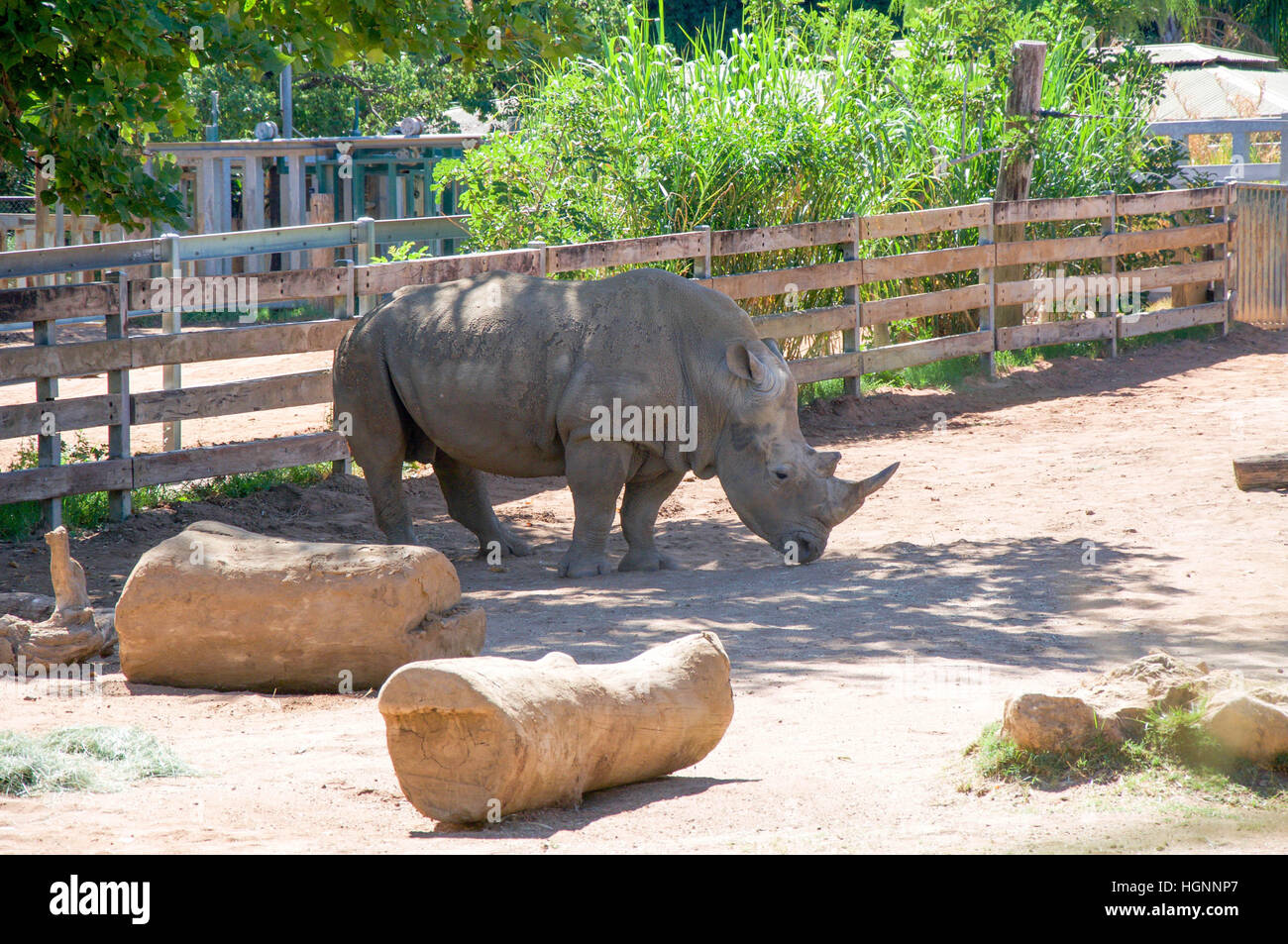 Large rhinoceros with it's prominent horns standing in the shade at a ...