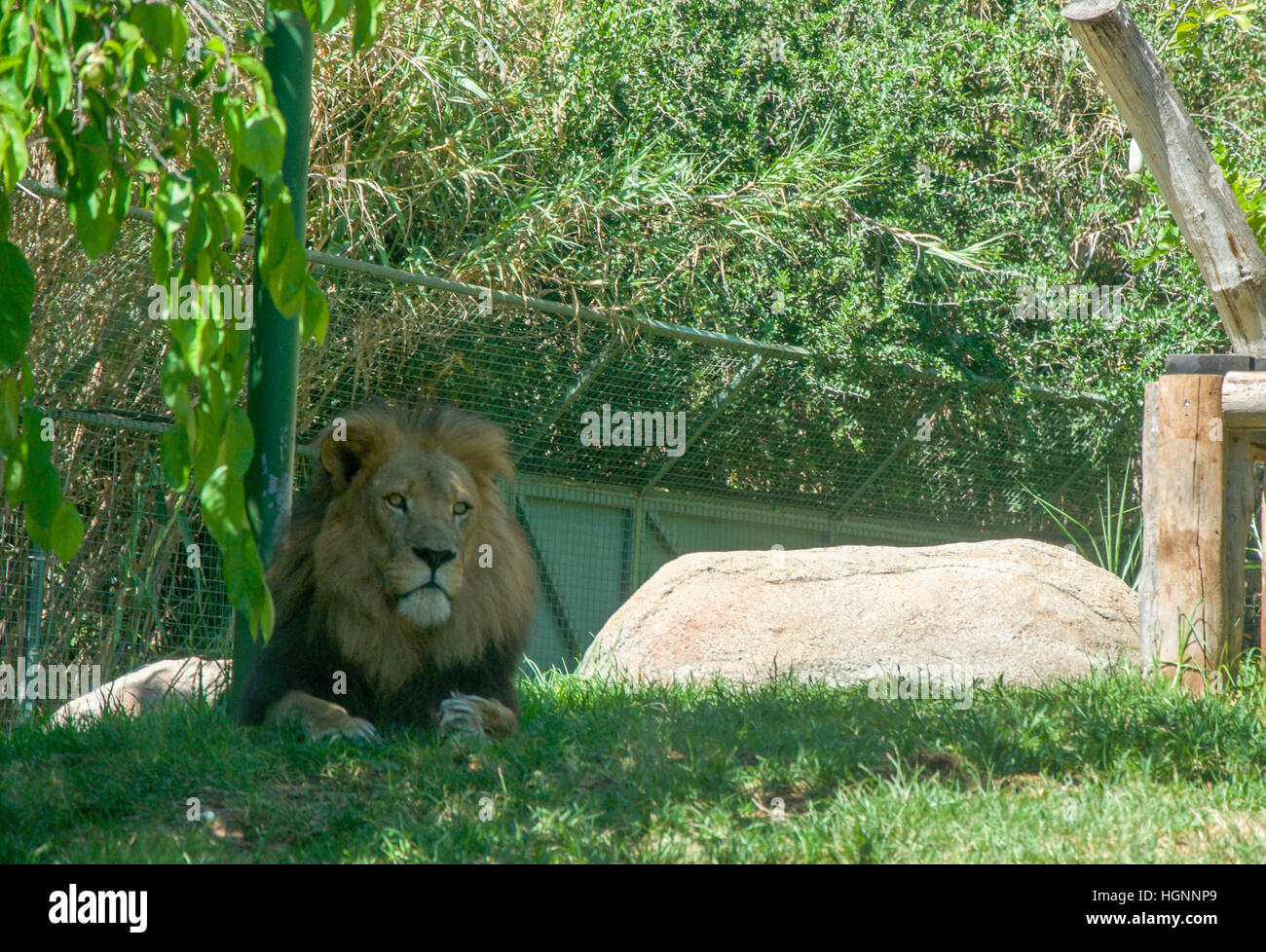 Lion under the trees hi-res stock photography and images - Alamy