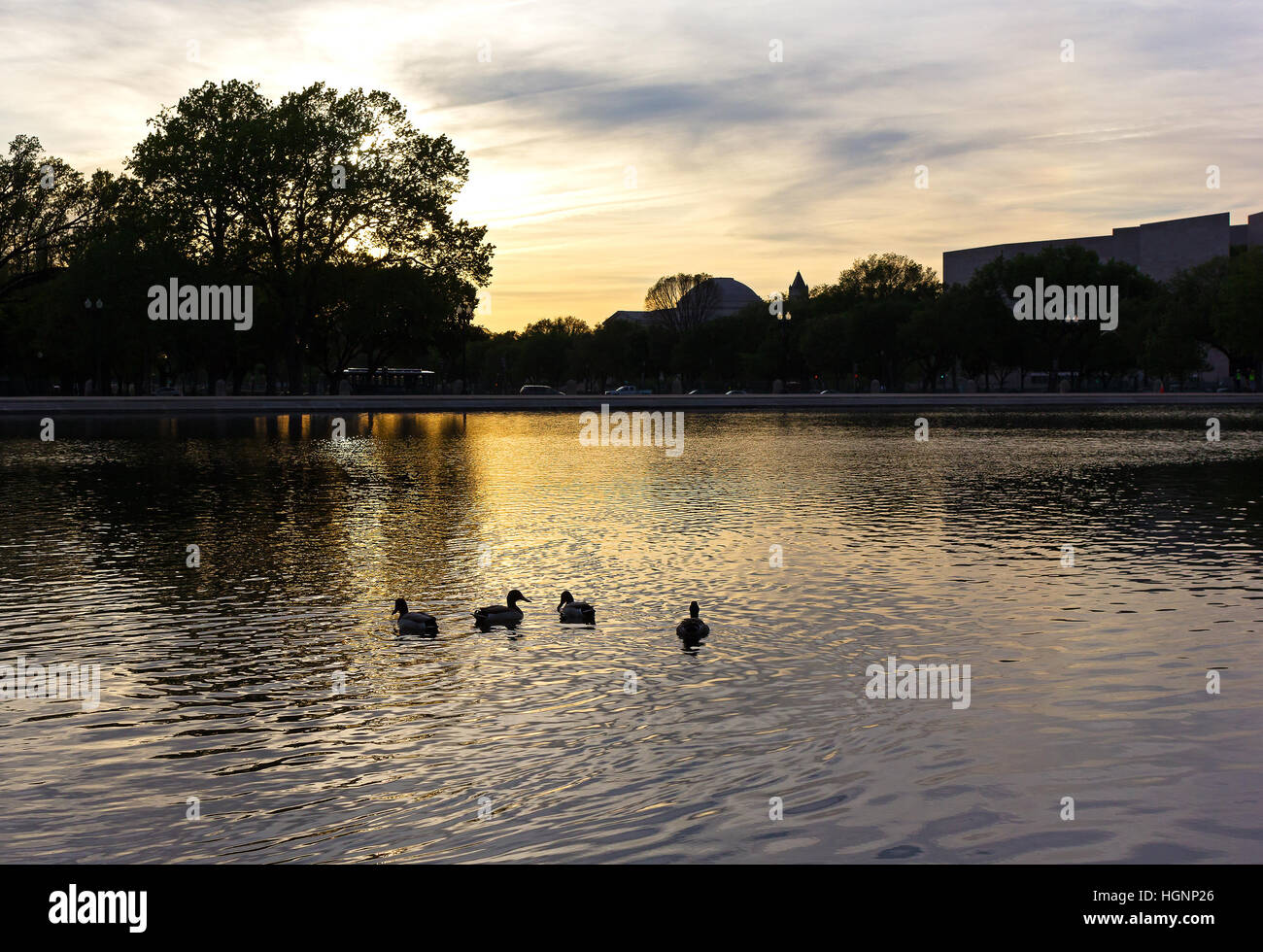 Reflecting pool ducks hi-res stock photography and images - Alamy