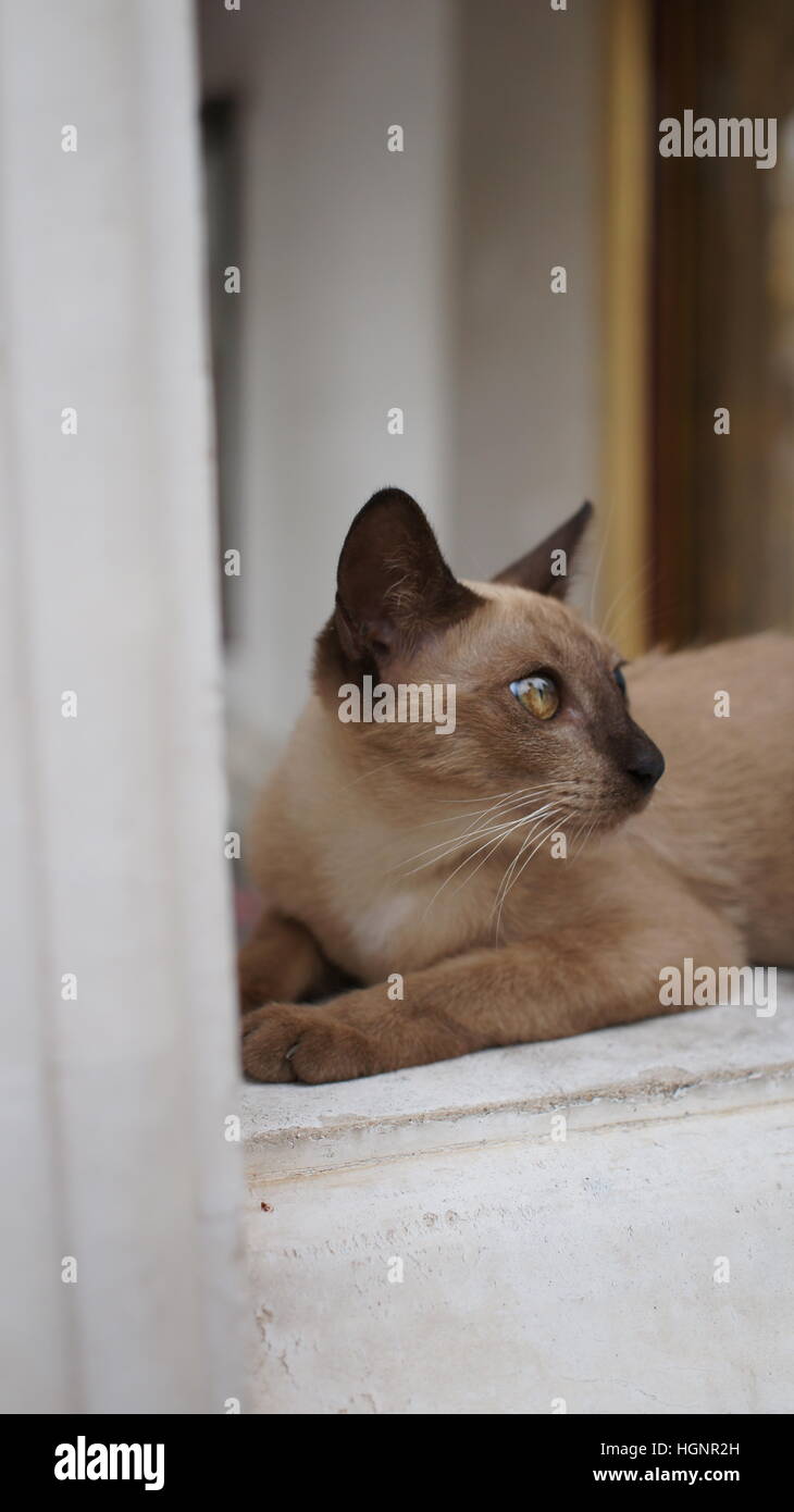 Siamese kitten with golden eyes looking into the distance Stock Photo ...