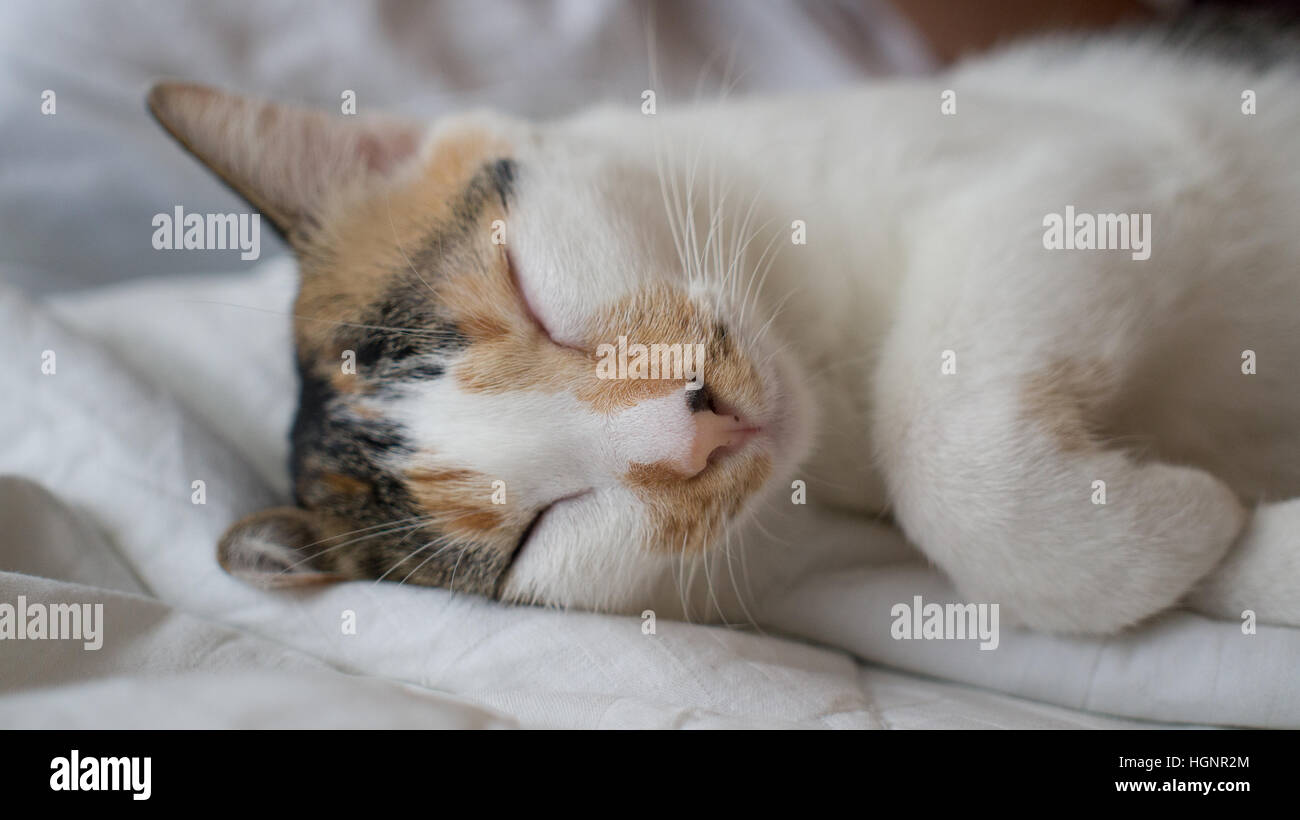Calico cats hi-res stock photography and images - Alamy