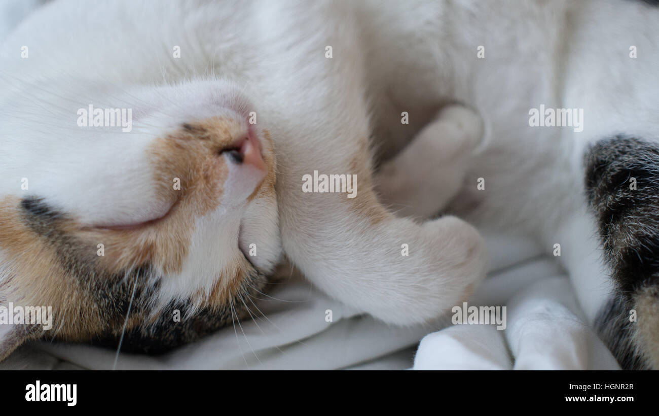 Black calico cat hi-res stock photography and images - Alamy