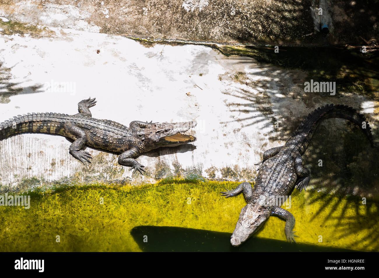 Two crocodiles bask in the sun. Crocodile farm, Thailand Stock Photo ...
