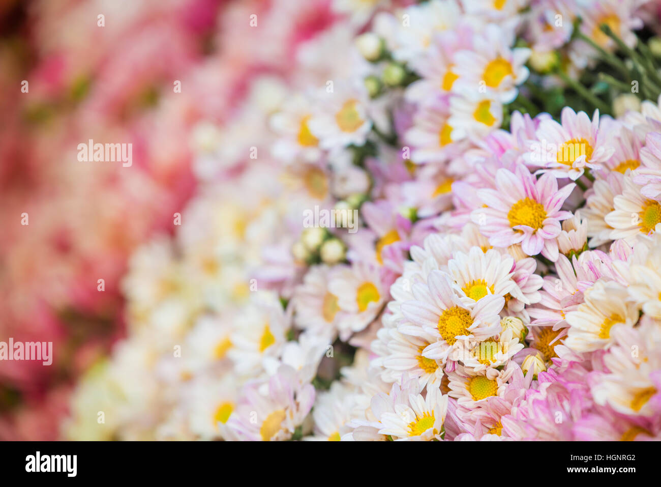 Colorful flowers background for sale at the wholesale flower market in ...
