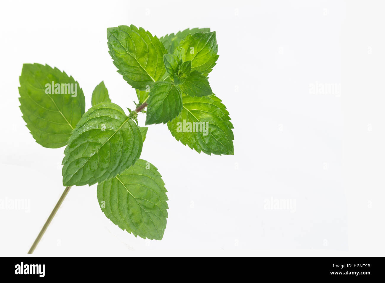 Mint mentha sp hi-res stock photography and images - Alamy