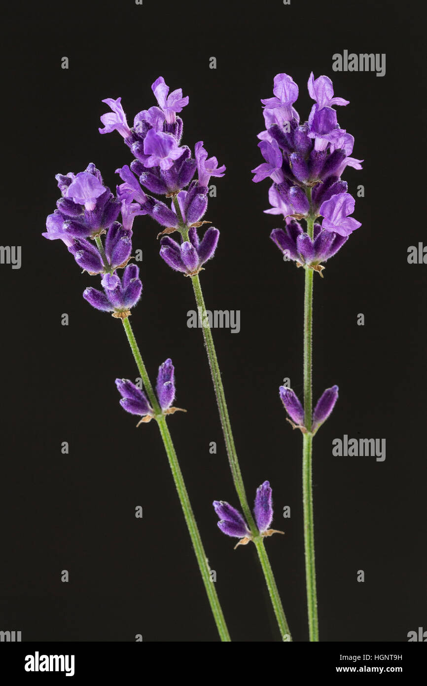 English Lavenders High Resolution Stock Photography and Images - Alamy