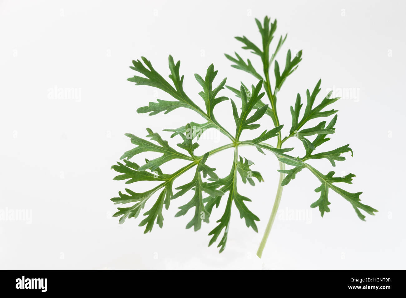 Absinthe plant hi-res stock photography and images - Alamy