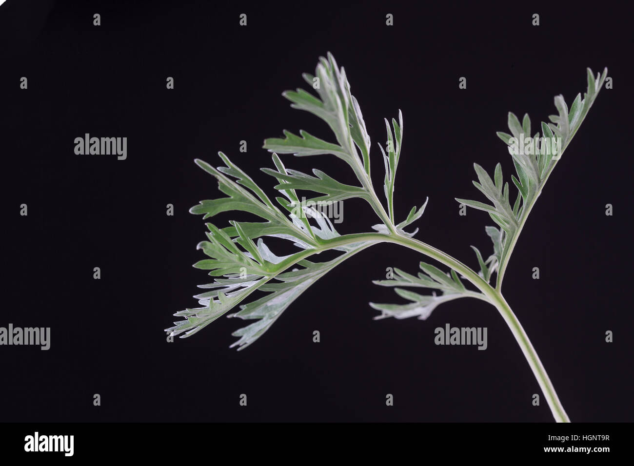 Absinthe plant hi-res stock photography and images - Alamy