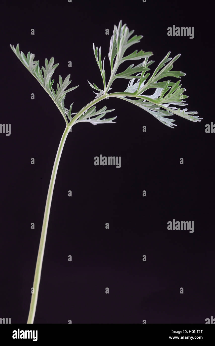 Absinthe plant hi-res stock photography and images - Alamy