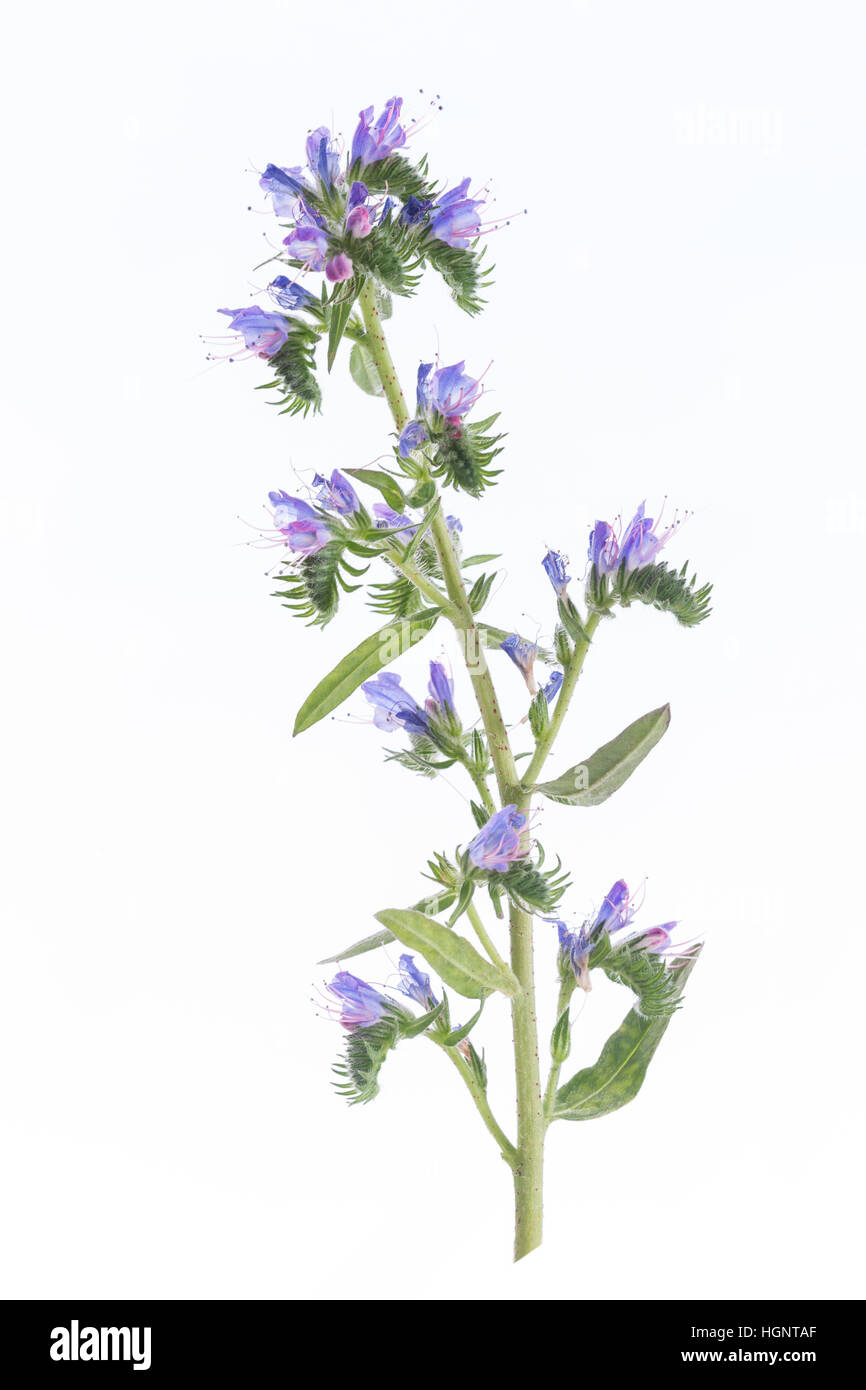 Common borage borago officinalis hi-res stock photography and images ...