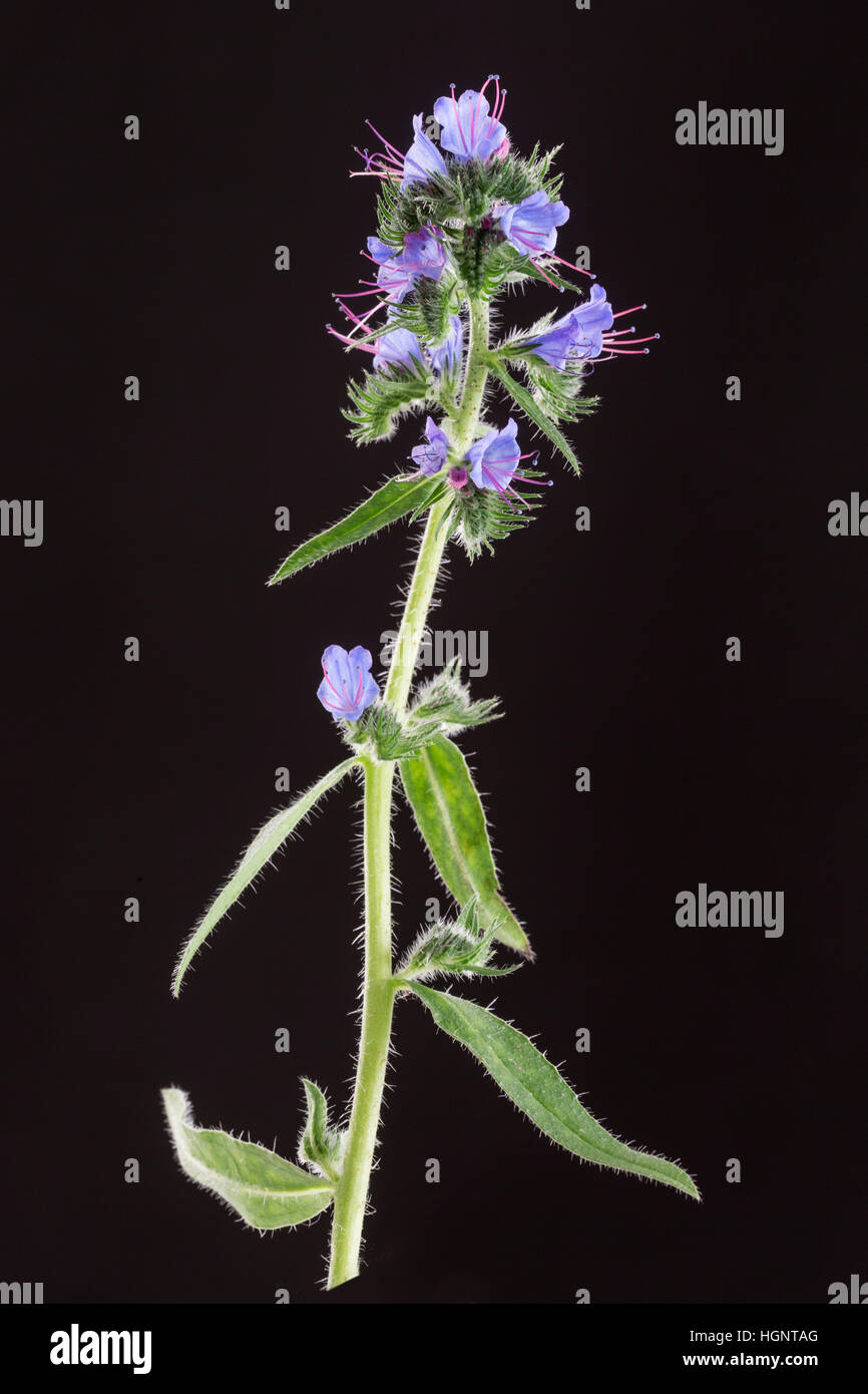 Common borage borago officinalis hi-res stock photography and images ...