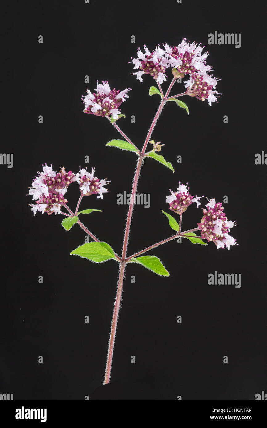 Flowering marjoram plants hi-res stock photography and images - Alamy