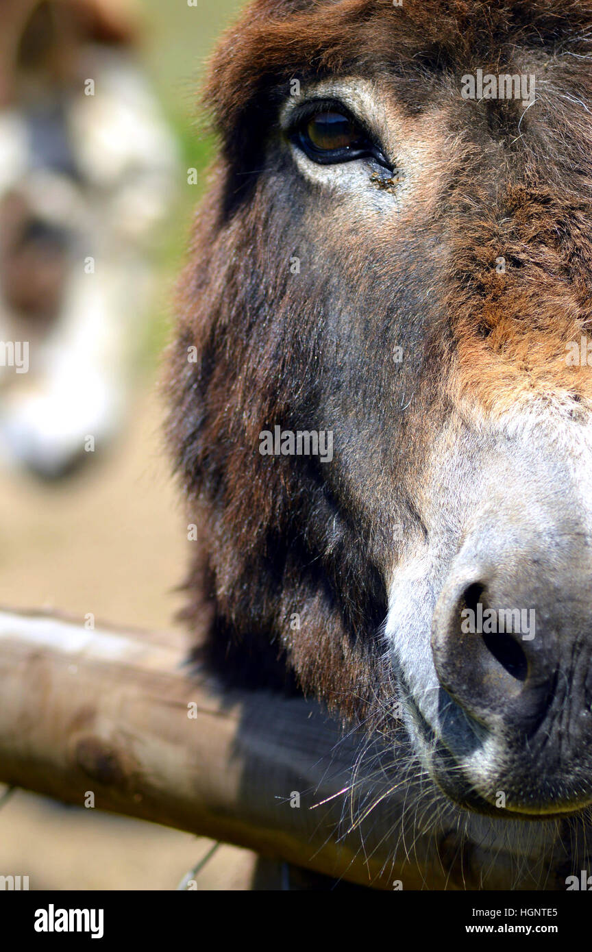 Side view of very nosy donkey - Equus asinus Stock Photo - Alamy