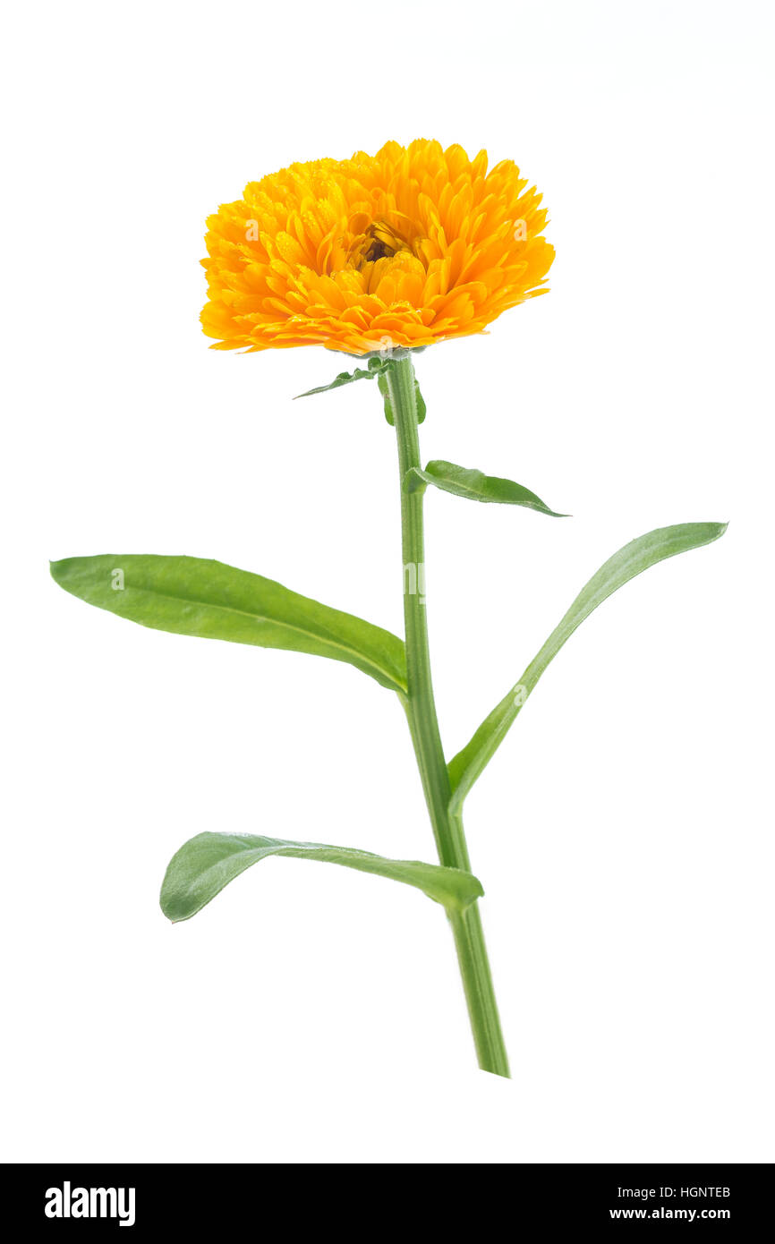 Marigold blossoms Cut Out Stock Images & Pictures - Alamy
