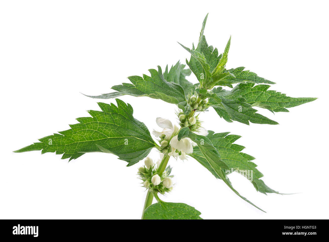 Nettle blossoms hi-res stock photography and images - Alamy