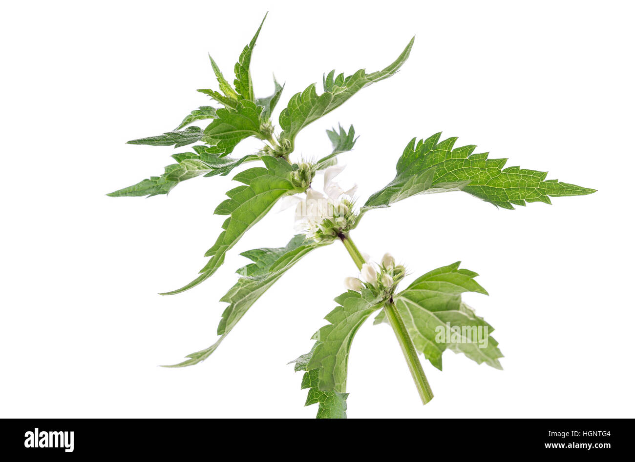 Nettle Blossoms High Resolution Stock Photography and Images - Alamy