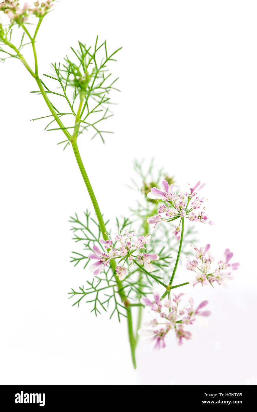Coriander coriandrum sativum flowering hi-res stock photography and images - Alamy