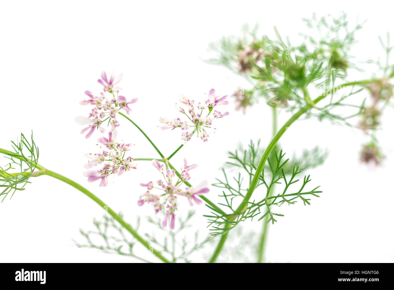 Botany botanical vegetals plants vegetal flower flowers hi-res stock ...